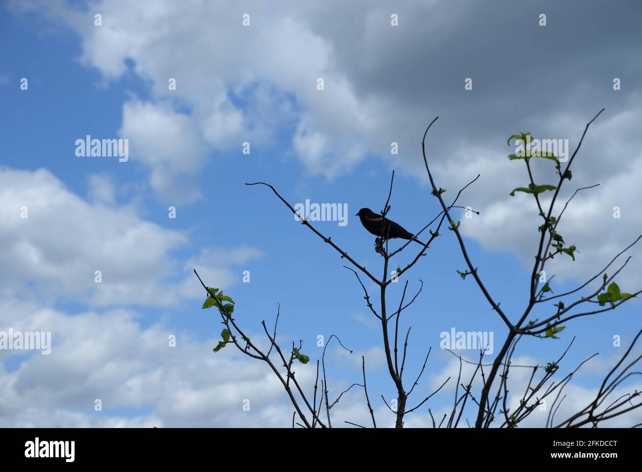 Red-winged black bird territorial displays and breeding behavior Stock ...