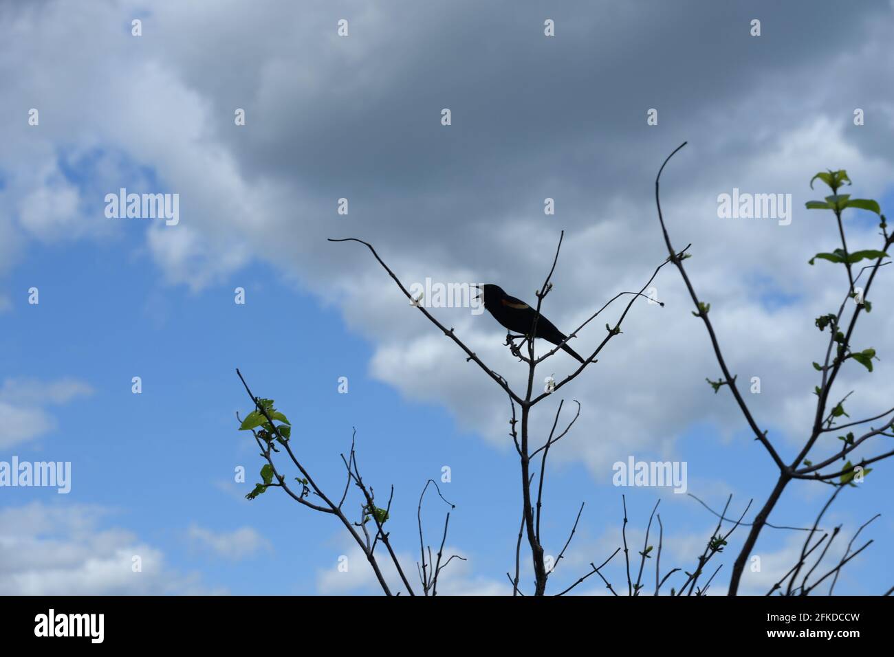 Red-winged black bird territorial displays and breeding behavior Stock ...