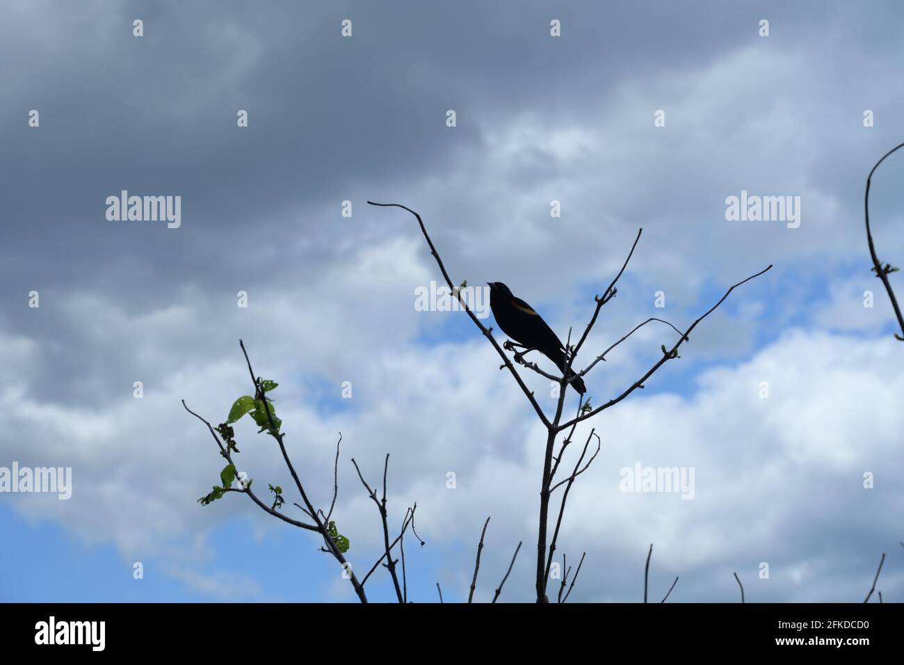 Red-winged black bird territorial displays and breeding behavior Stock ...
