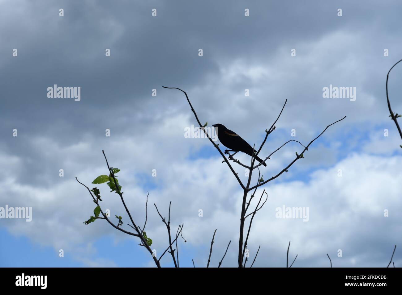Red-winged black bird territorial displays and breeding behavior Stock ...