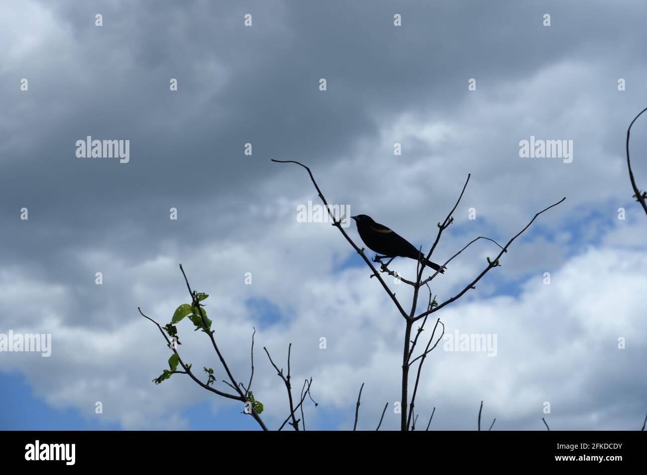 Red-winged black bird territorial displays and breeding behavior Stock ...