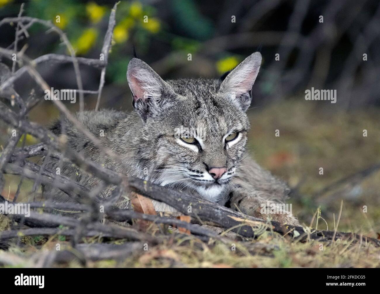 Bobcat kitten hi-res stock photography and images - Alamy