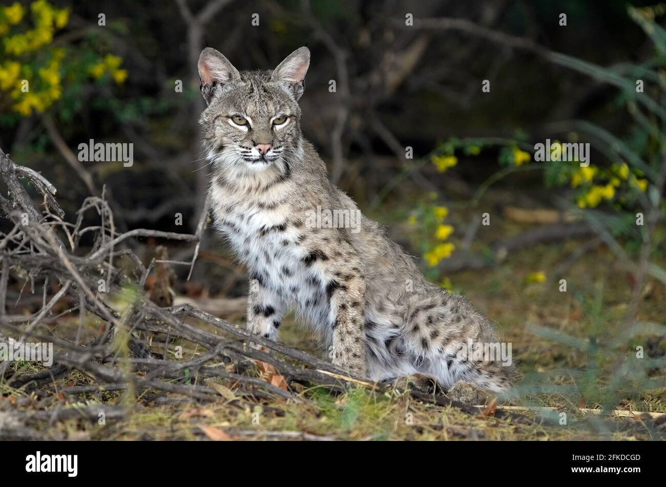 A Bobcat Kitten is seen in Phoenix, Arizona Stock Photo - Alamy