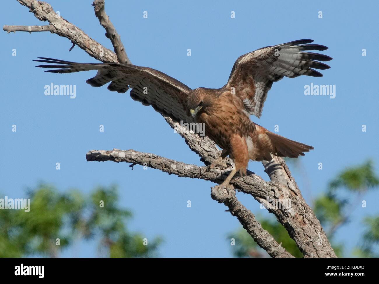 A Red-Tailed Hawk is seen in Phoenix, Arizona Stock Photo - Alamy