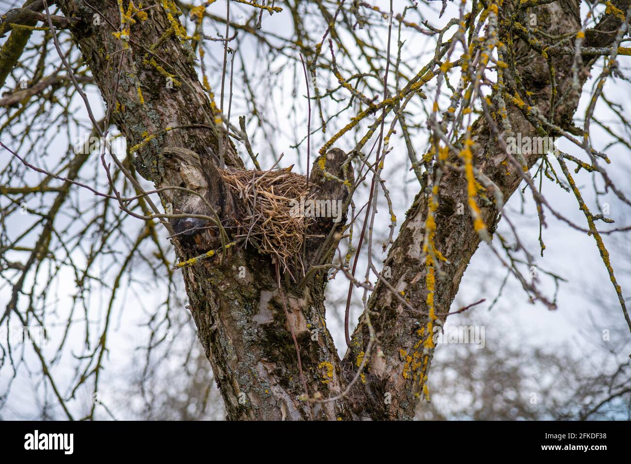 Animal tied to a tree hi-res stock photography and images - Alamy
