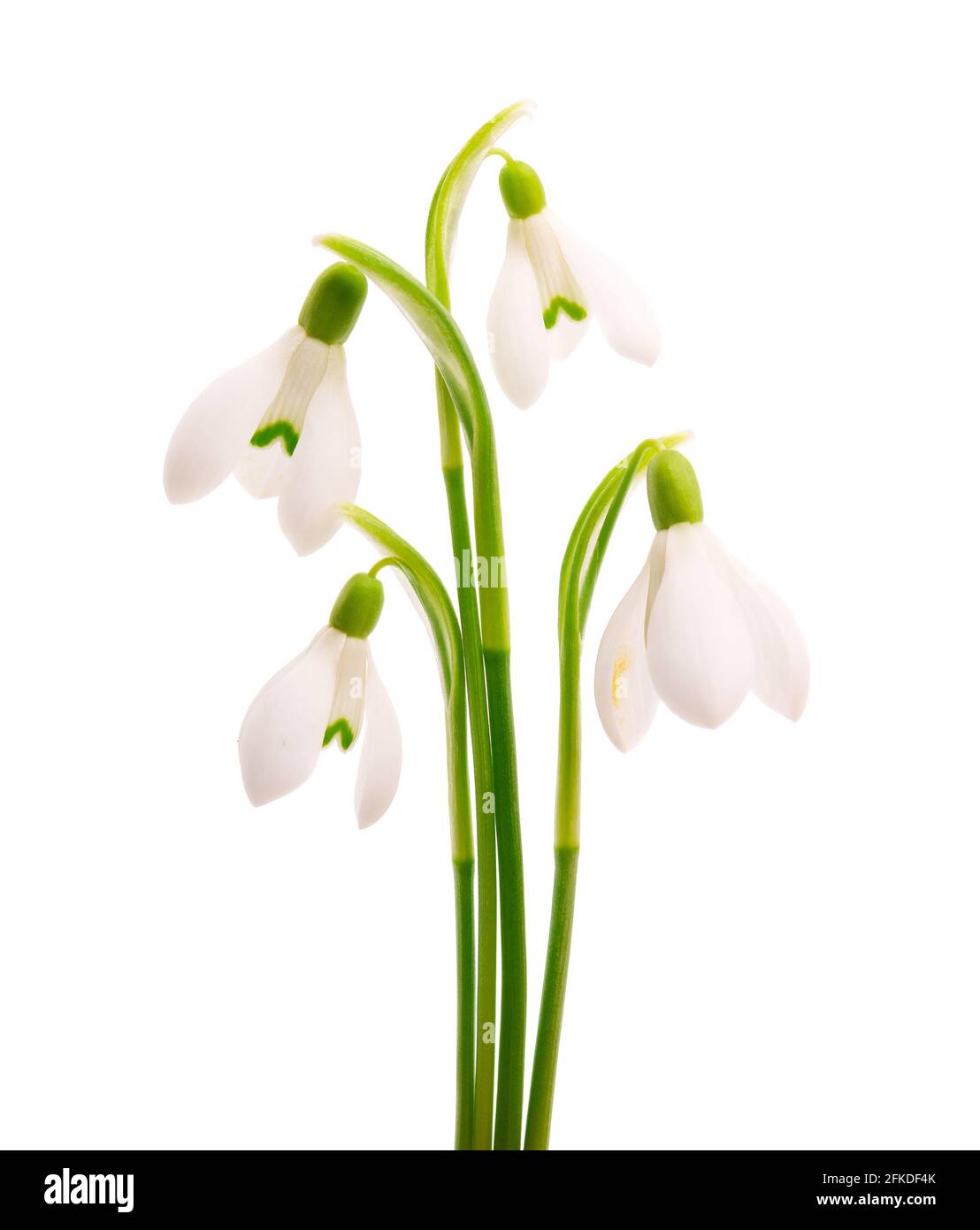 Snowdrop Arrangement High Resolution Stock Photography and Images - Alamy