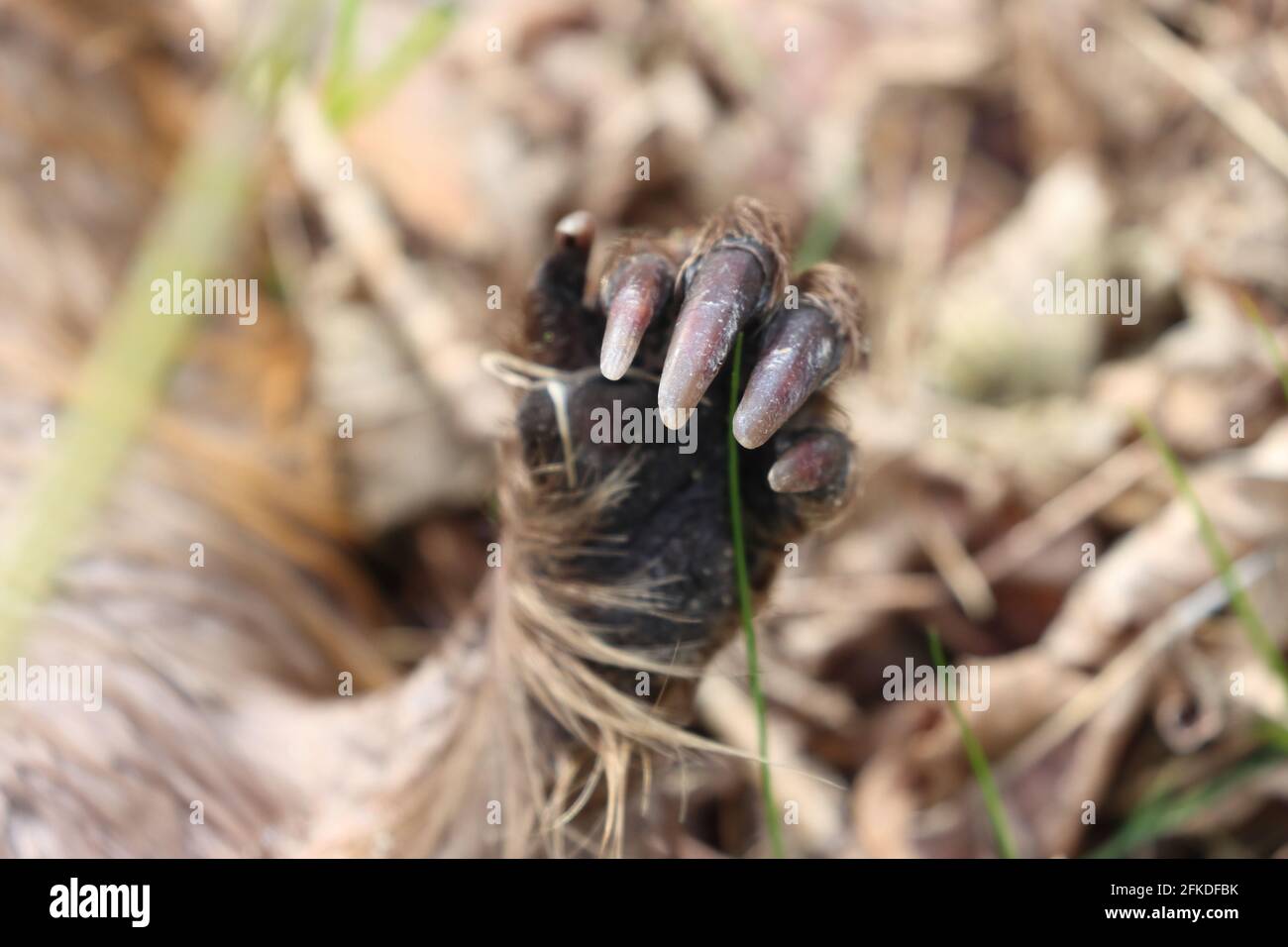 Animal claws hi-res stock photography and images - Alamy