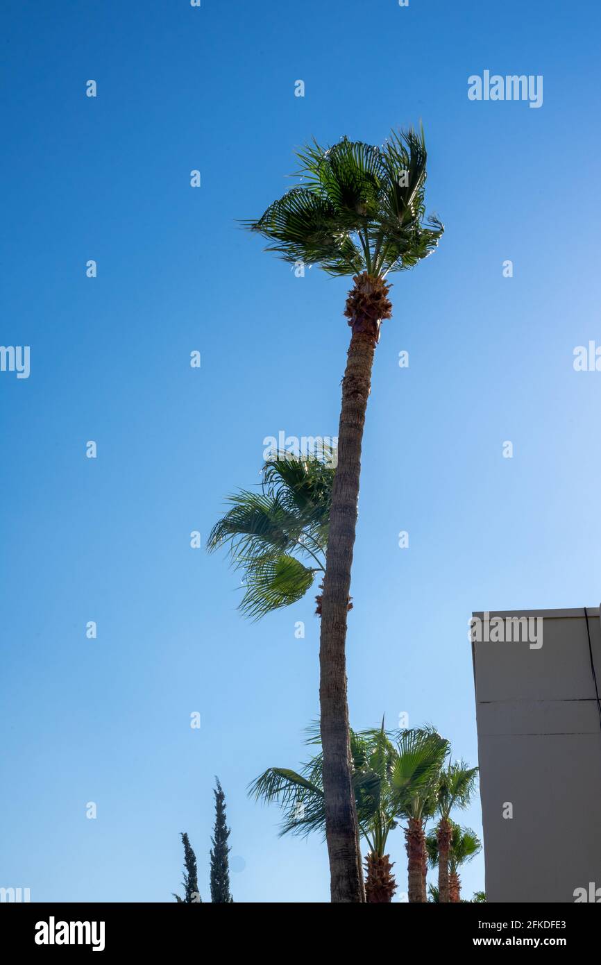 Tall palm tree under clear blue sky in summer in Amman, Jordan shot ...