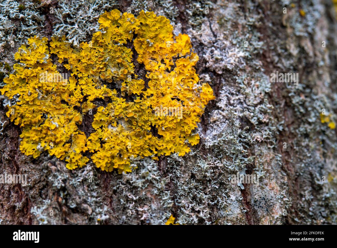 Rough wood texture with moss. Tree covered with moss, background for ...
