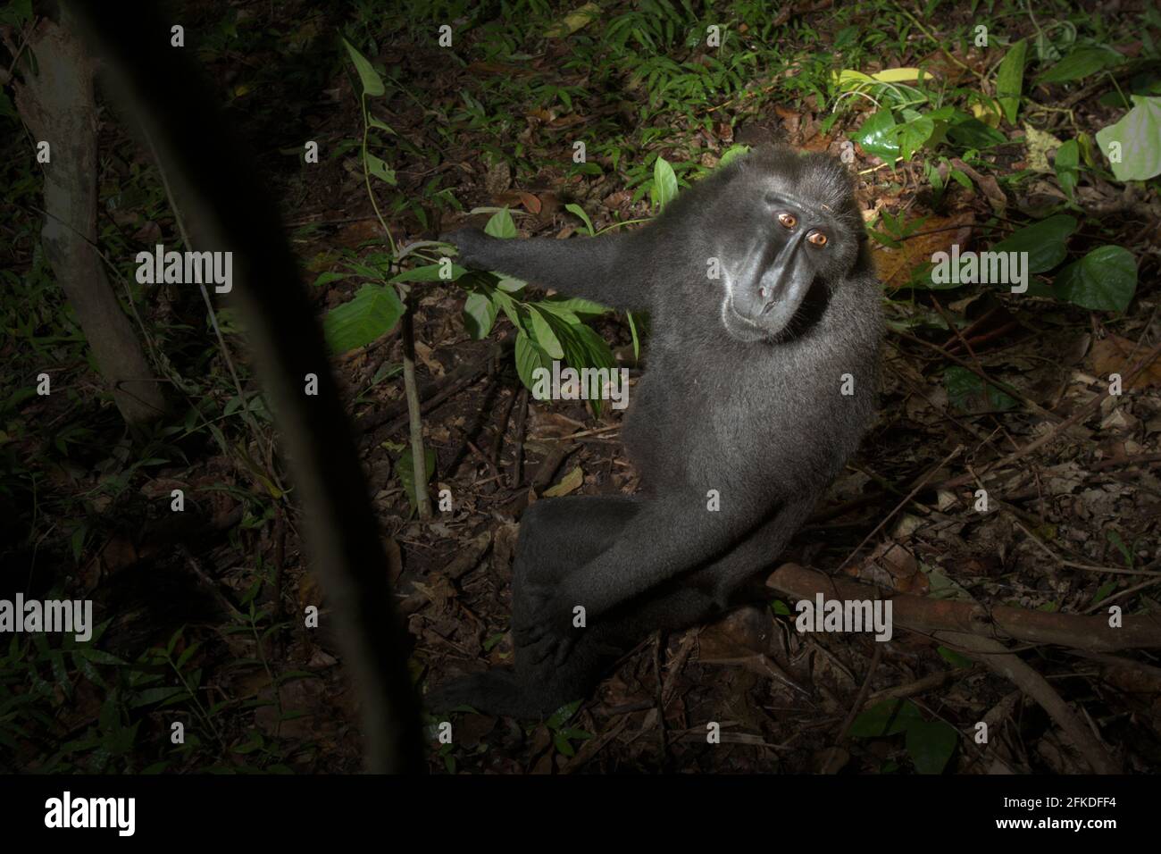 A Sulawesi crested black macaque (Macaca nigra) in Tangkoko Batuangus ...