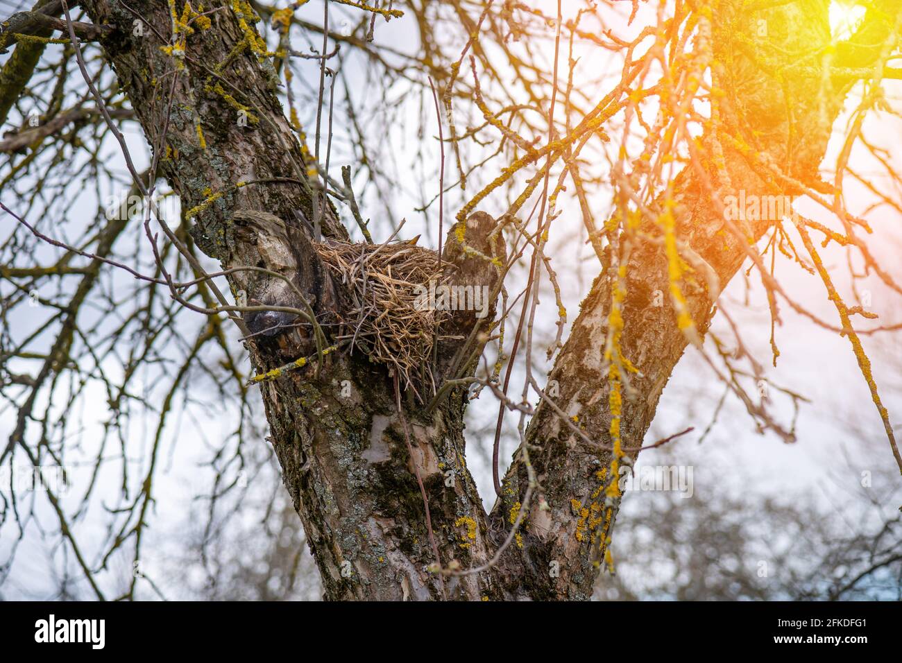 Bird made a nest on a tree, bird's nest close-up Stock Photo - Alamy