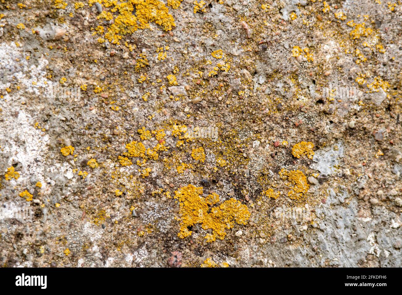 Rough stone texture with moss. Concrete wall covered with moss ...