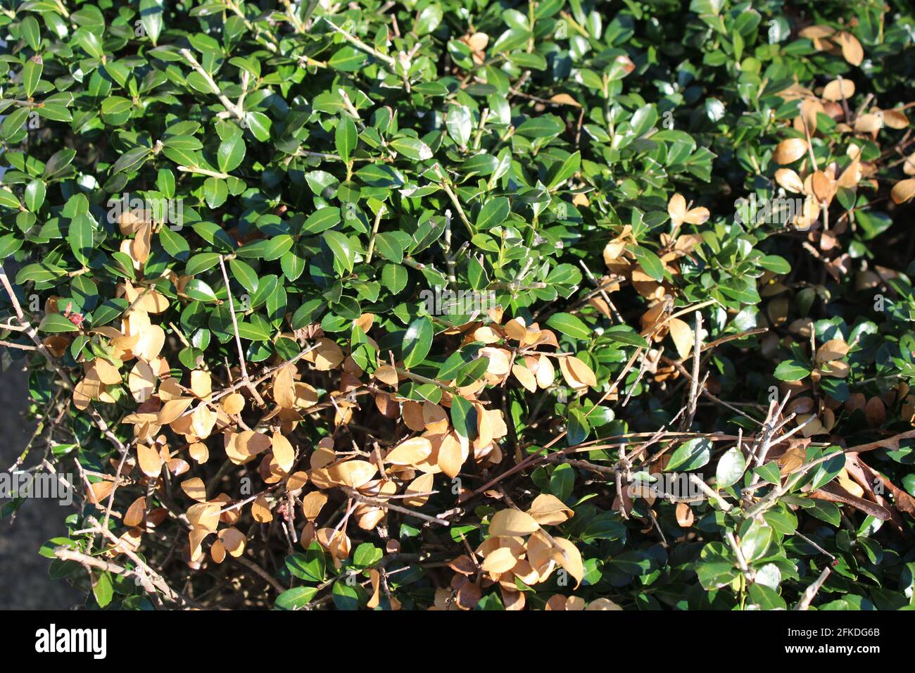 A dead branch on a common boxwood bush Stock Photo - Alamy