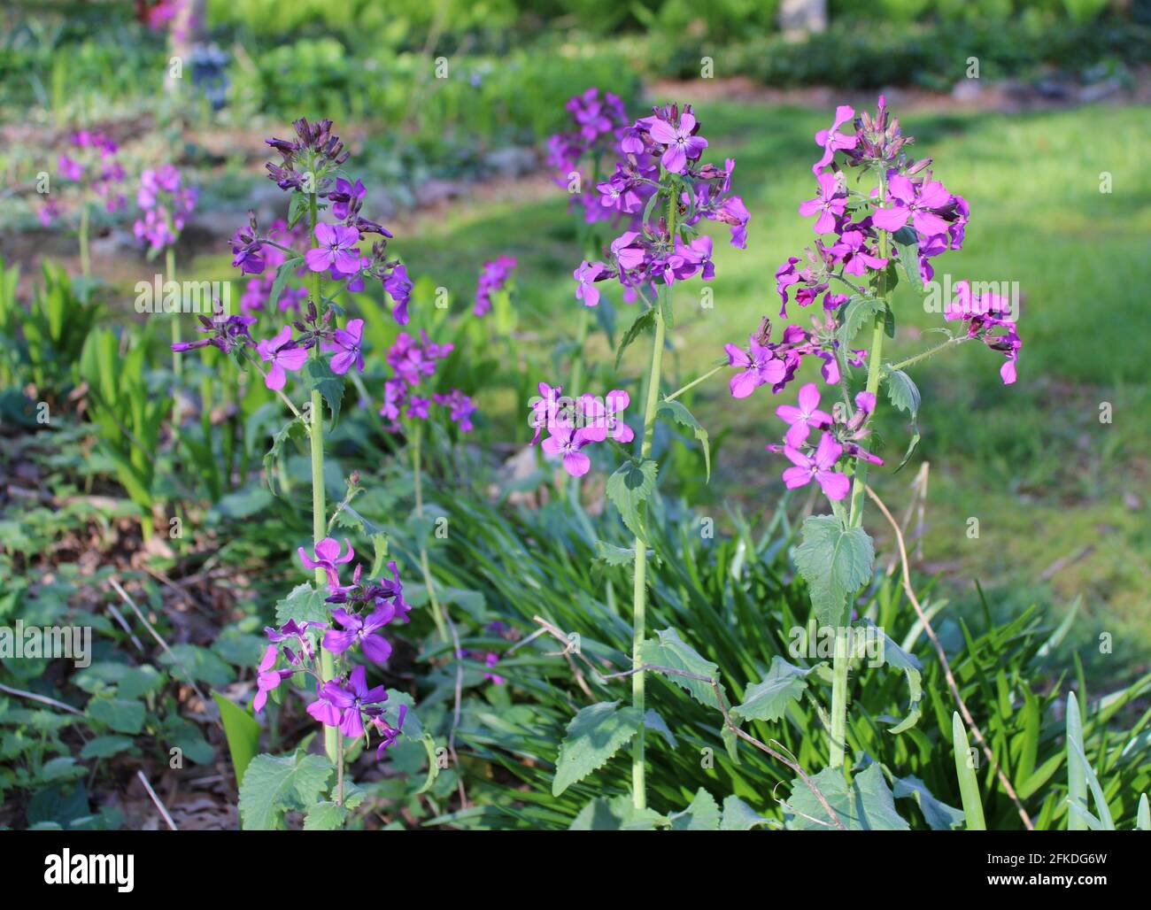 Purple Lunaria Plants in Bloom Stock Photo - Alamy