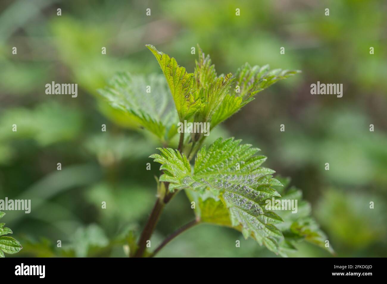 Nettle leaves hi-res stock photography and images - Alamy