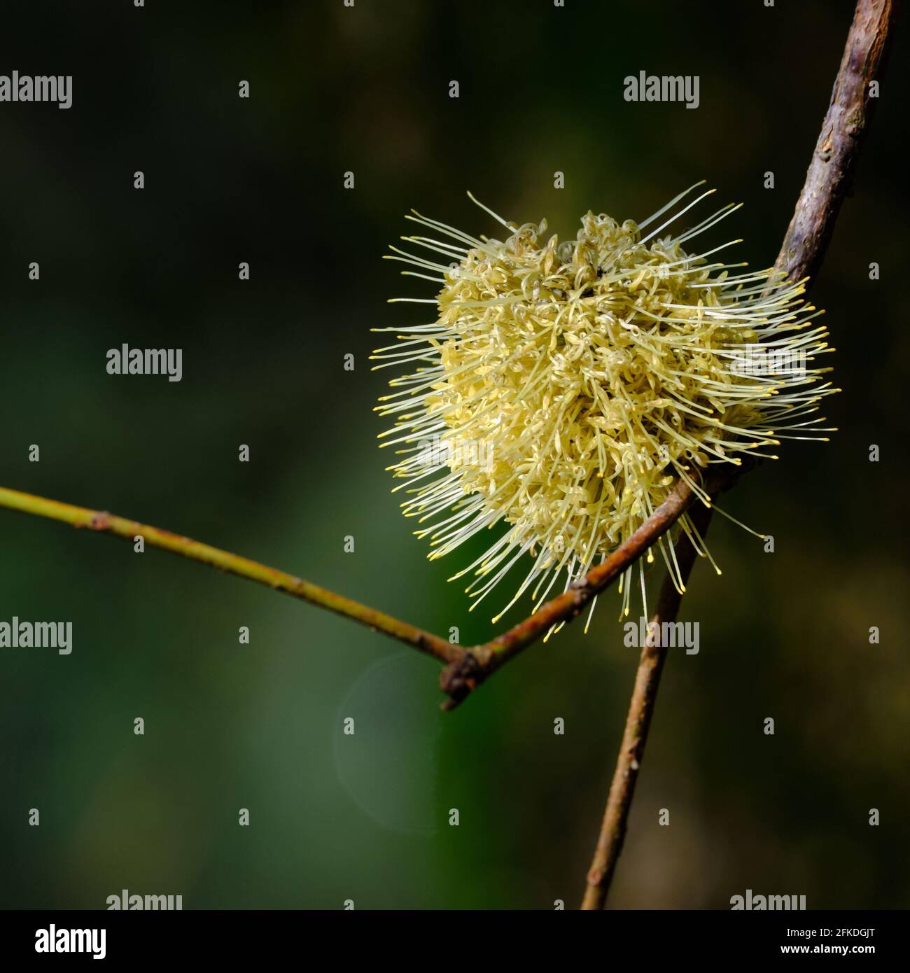 Dwarf geen cape hi-res stock photography and images - Alamy