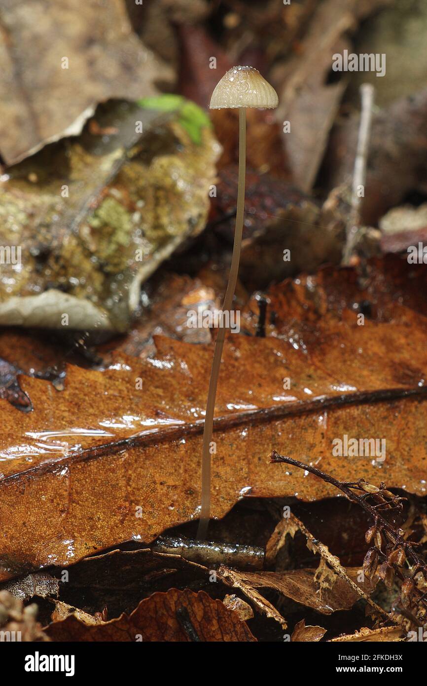 Various autumn wood mushroom/fungi Stock Photo - Alamy