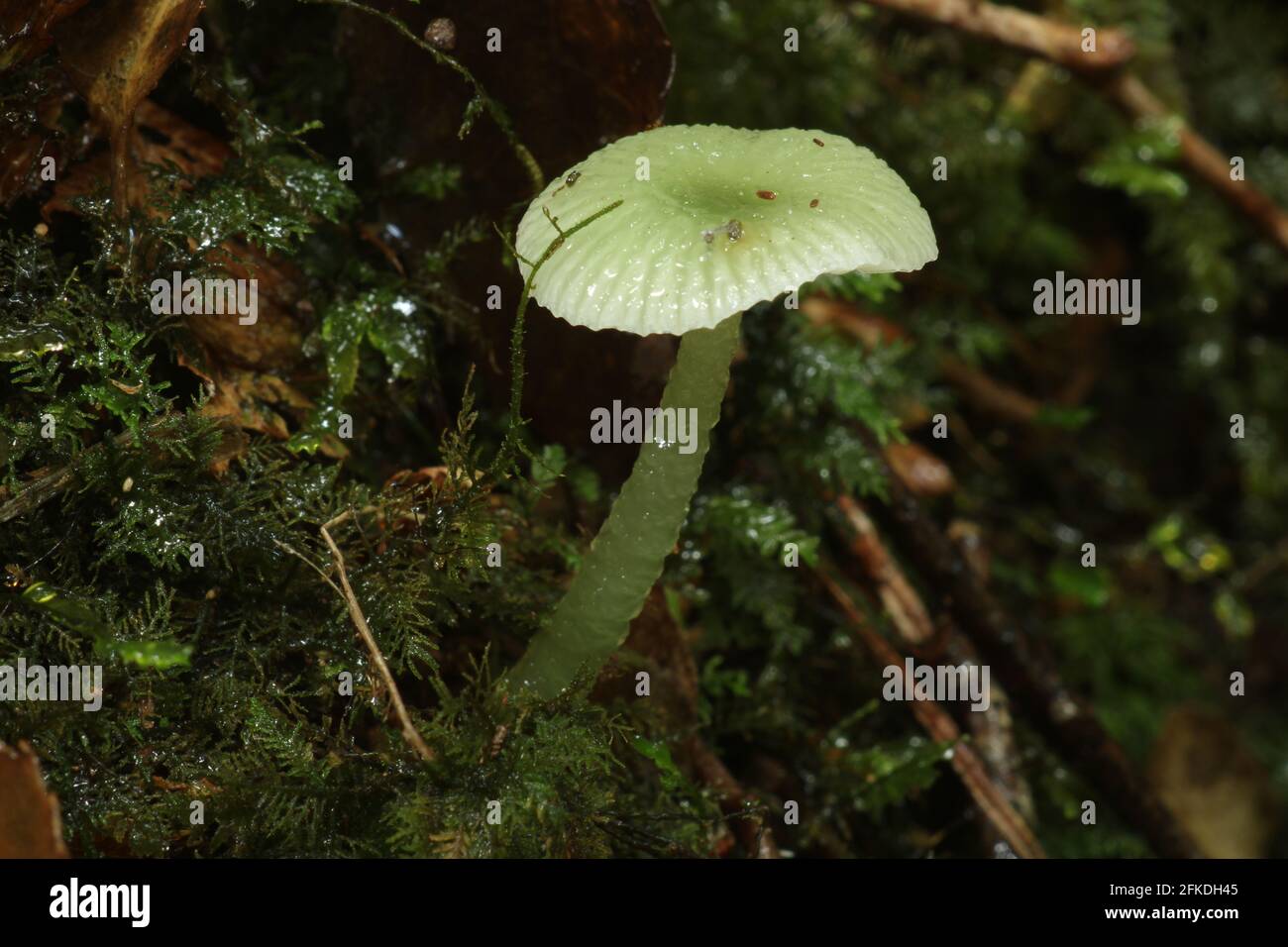 Various autumn wood mushroom/fungi Stock Photo - Alamy
