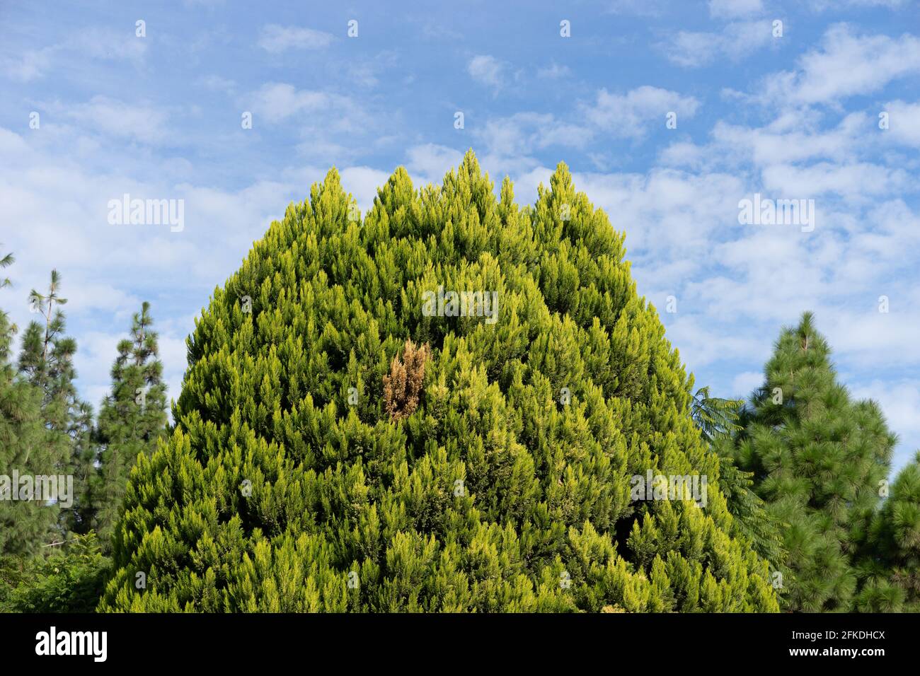 Treetop view with blue cloudy sky as a background. Cypress tree Stock ...