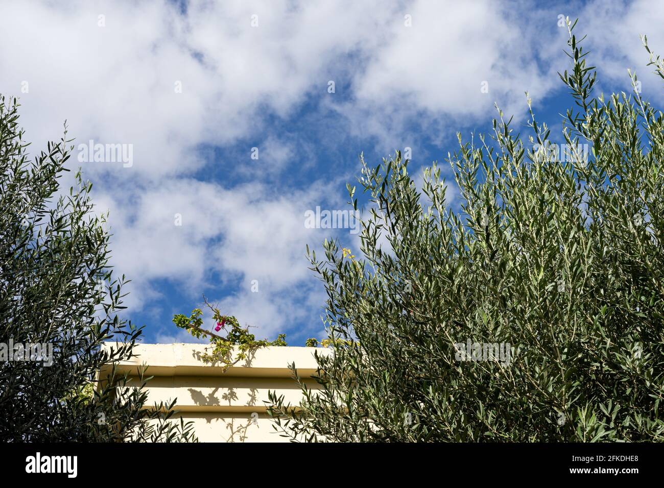 Olive tree view hi-res stock photography and images - Alamy