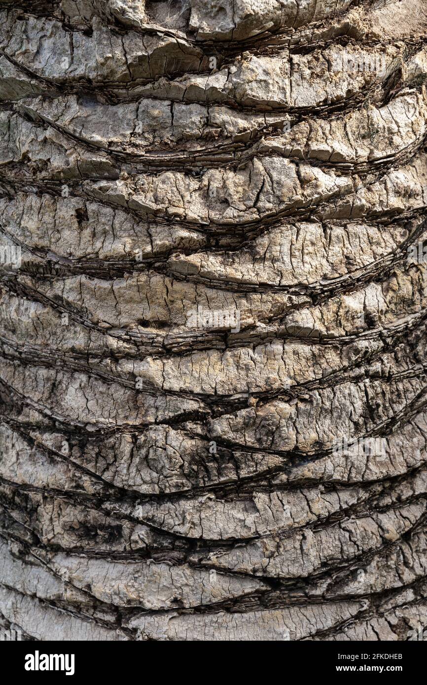 Palm tree trunk texture hi-res stock photography and images - Alamy