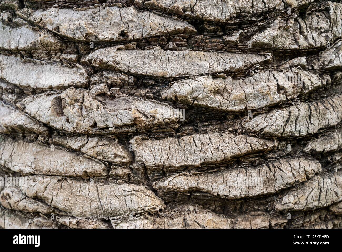 Tree trunk texture hi-res stock photography and images - Alamy