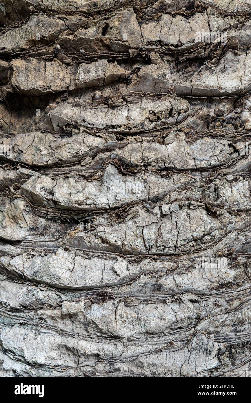 Palm tree trunk texture hi-res stock photography and images - Alamy