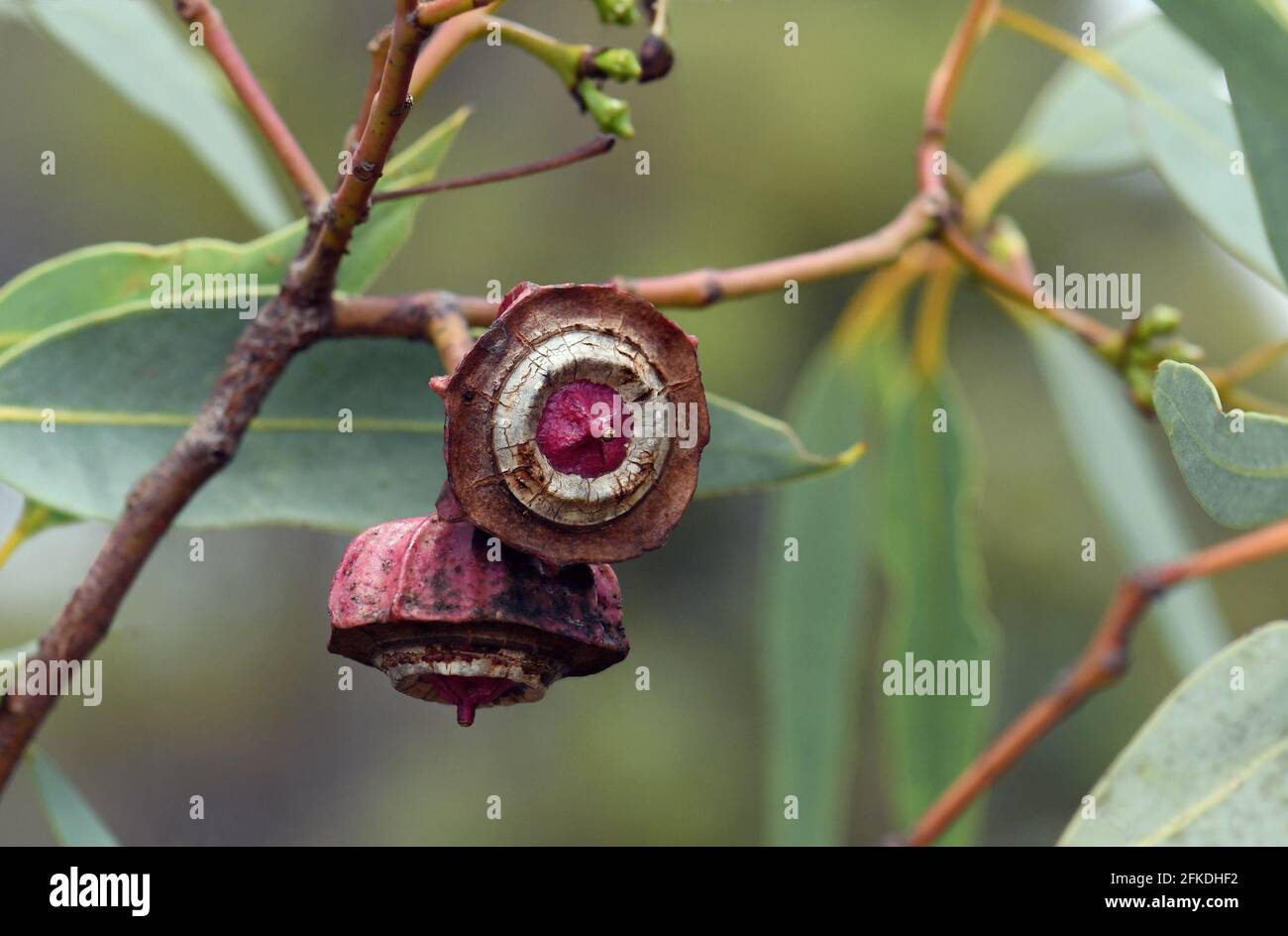 Large ribbed gum nuts of the Australian native Kingsmill Mallee ...