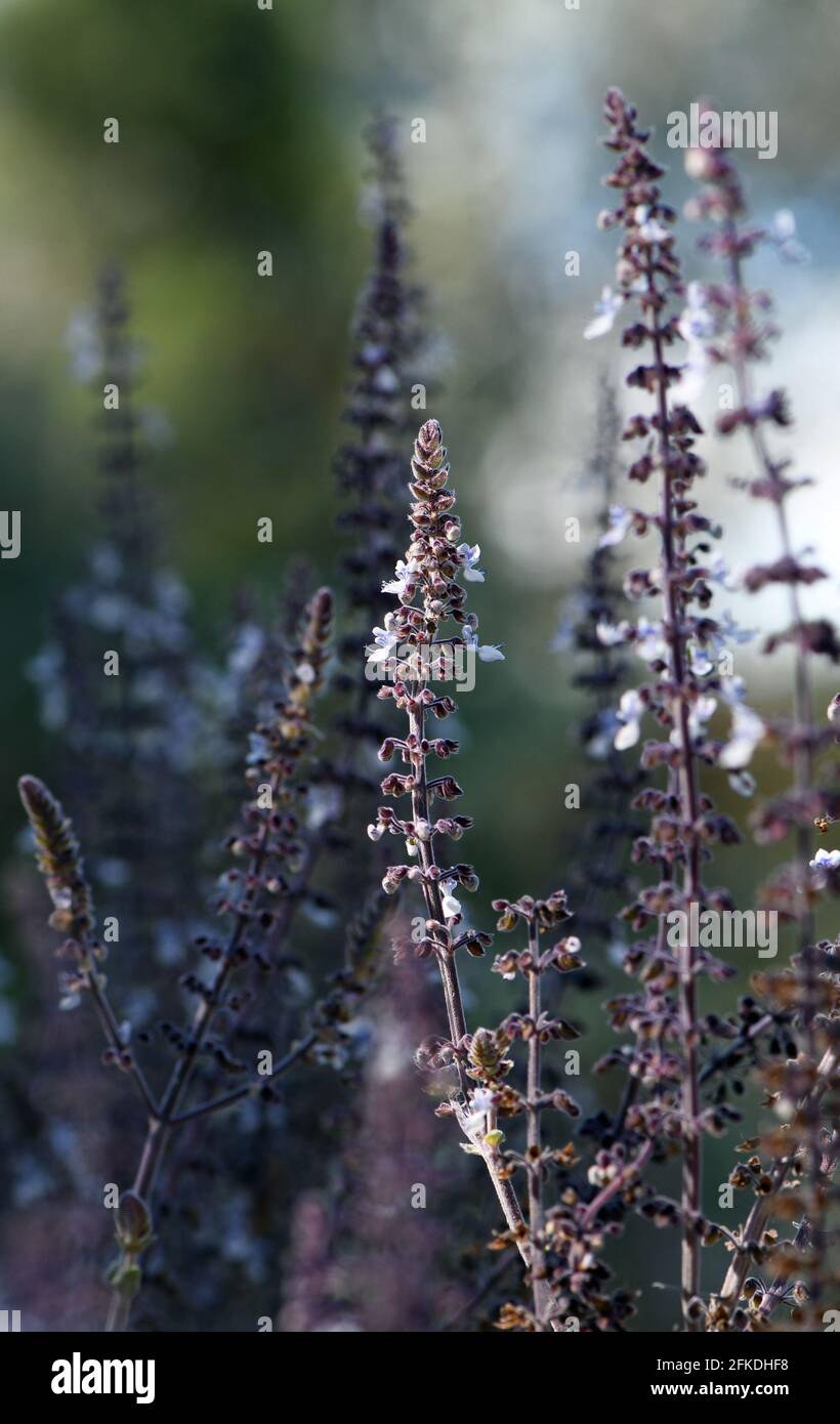 Plectranthus graveolens hi-res stock photography and images - Alamy