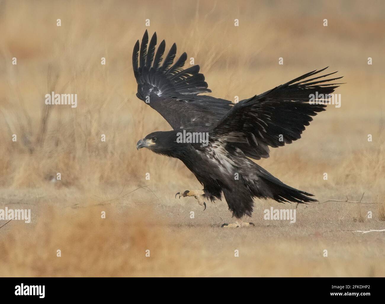 An Immature Bald Eagle is seen at Canyon Lake in Arizona Stock Photo ...
