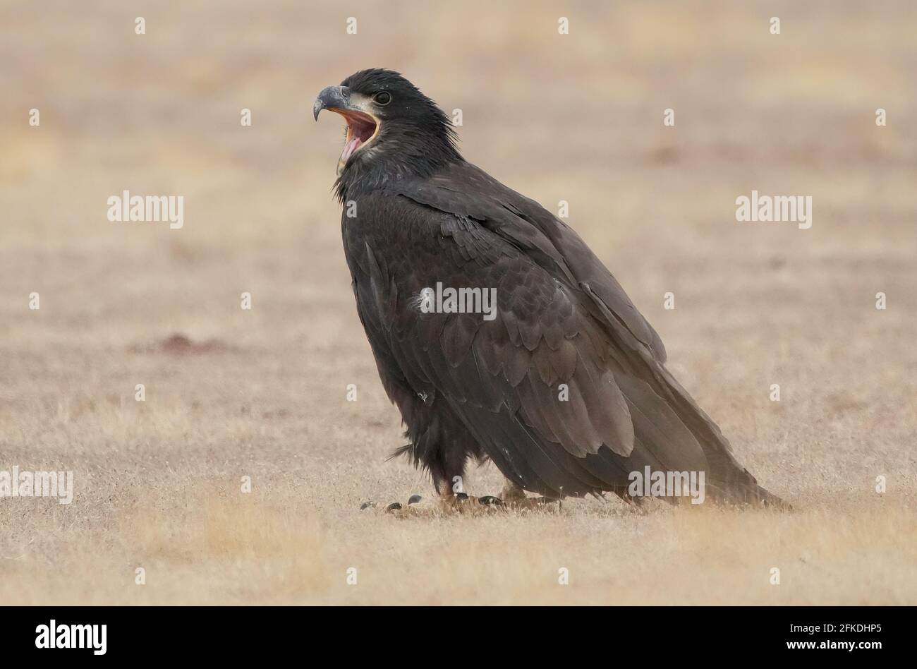 Arizona eagle hi-res stock photography and images - Alamy
