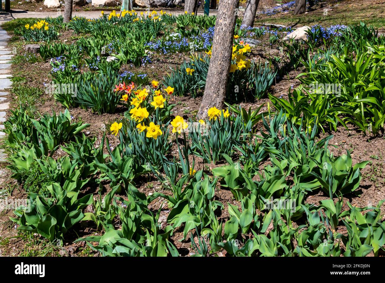 Crocus flower and tulip leaves hi-res stock photography and images - Alamy