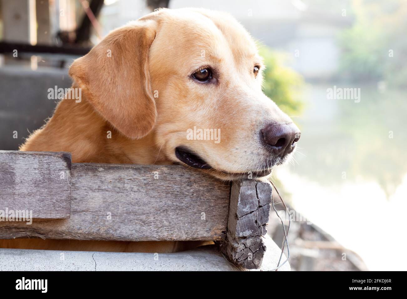 Background of brown dog wait the over the cage Stock Photo - Alamy