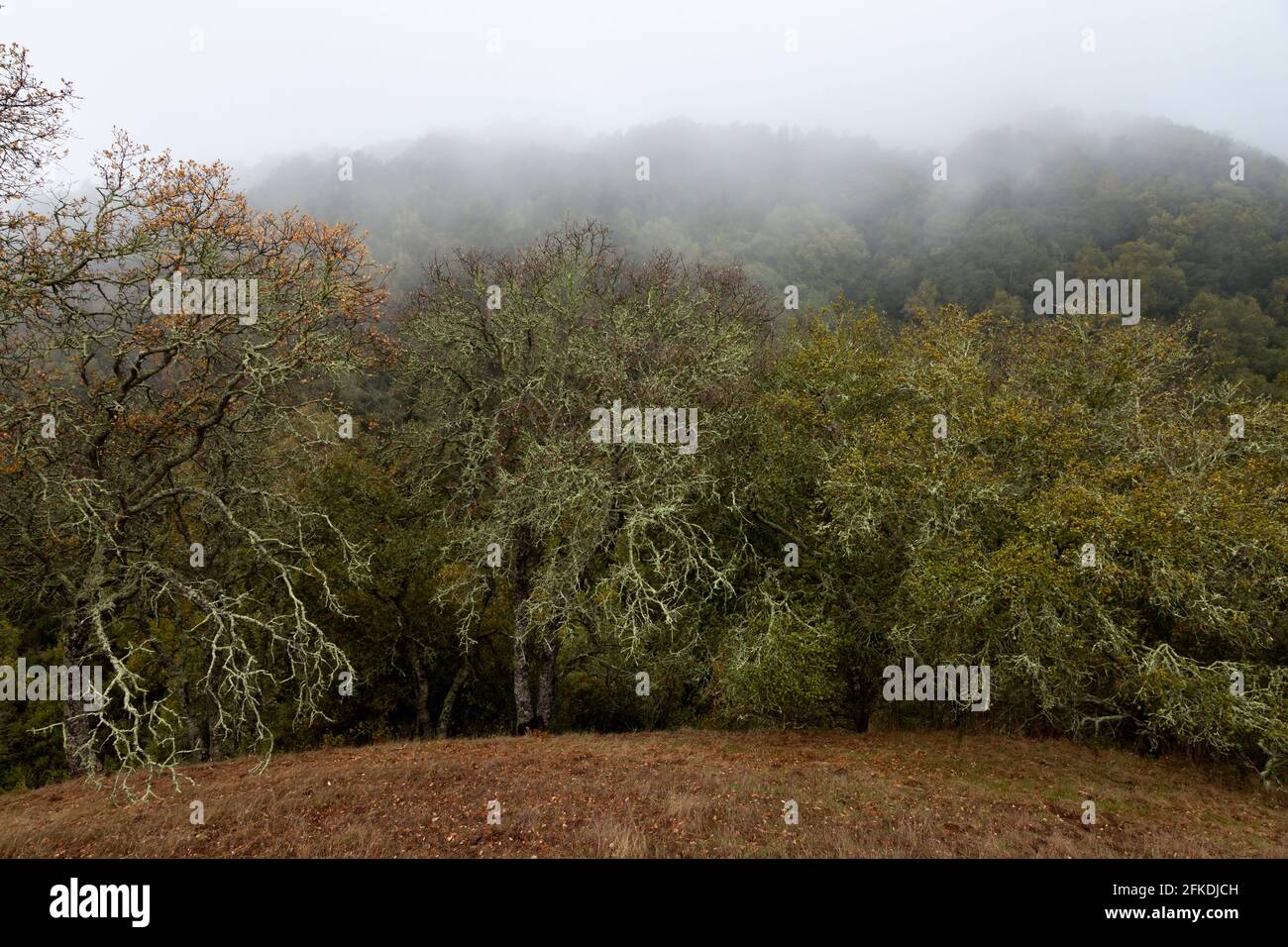 Leafless oak trees below a layer of fog at Morgan Territory Regional ...