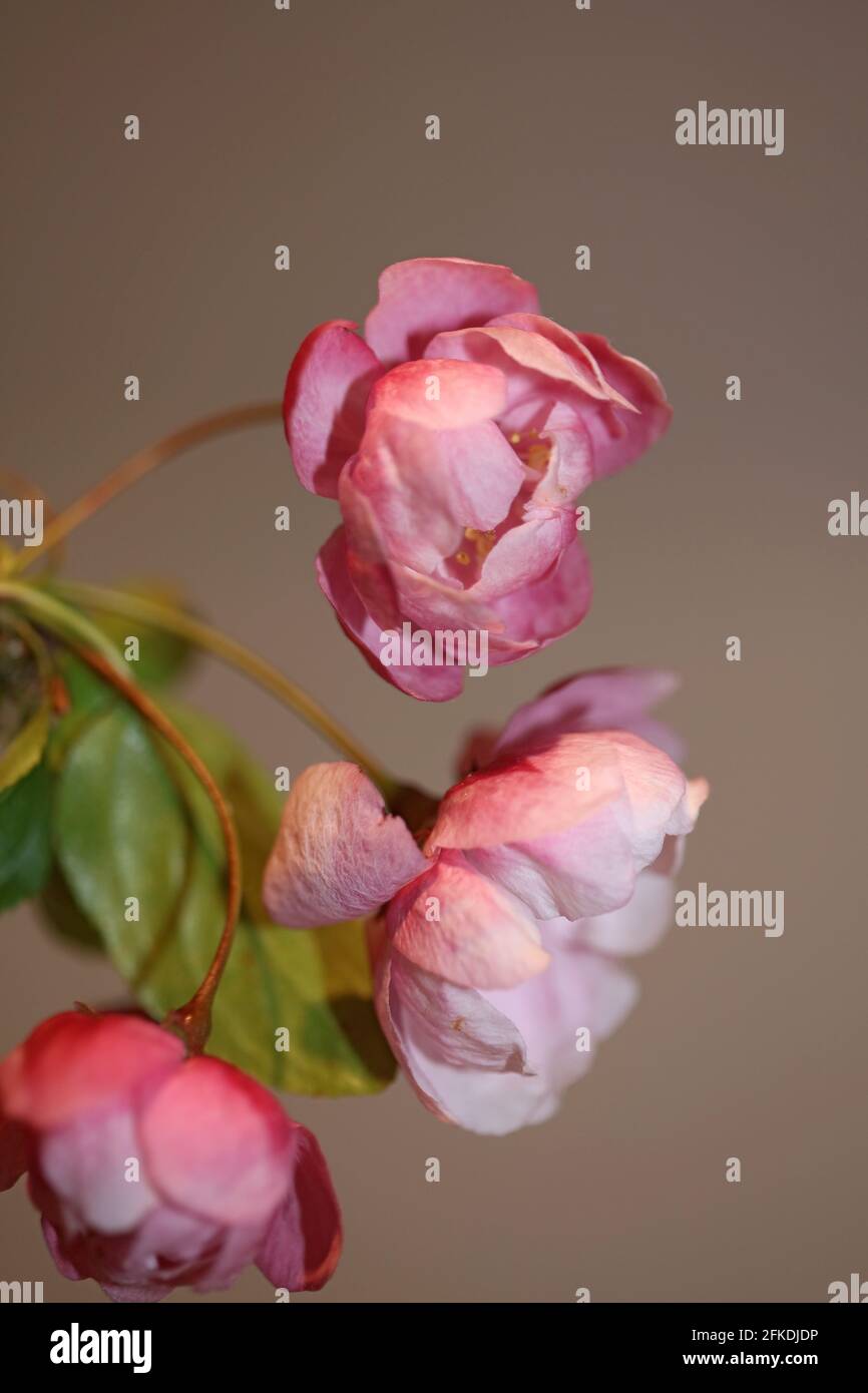 Pink cherry flower blossom close up background Prunus serrulata family ...