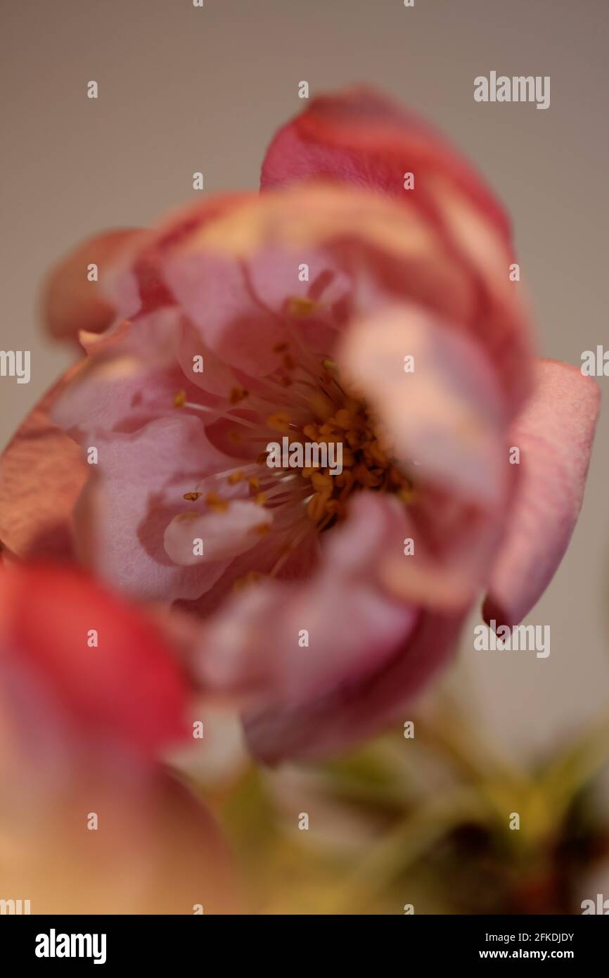 Pink cherry flower blossom close up background Prunus serrulata family ...