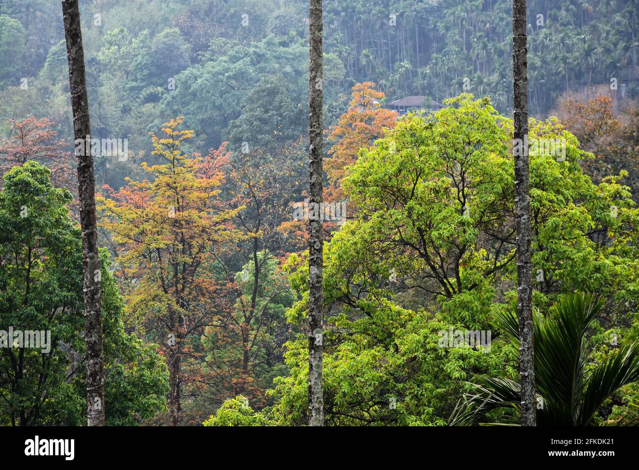 Brown and green forest hi-res stock photography and images - Alamy