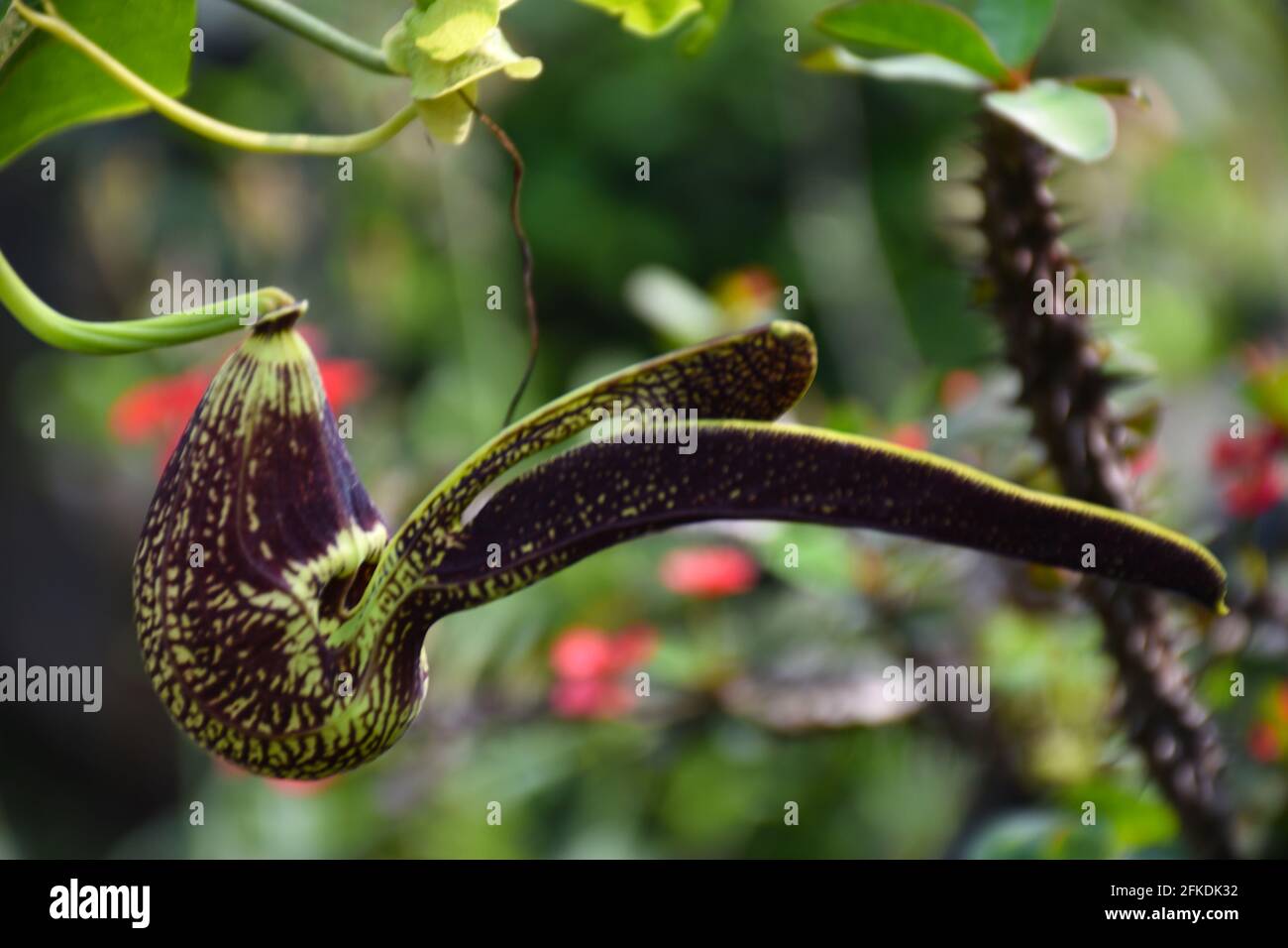Dutchmans Pipe High Resolution Stock Photography and Images - Alamy