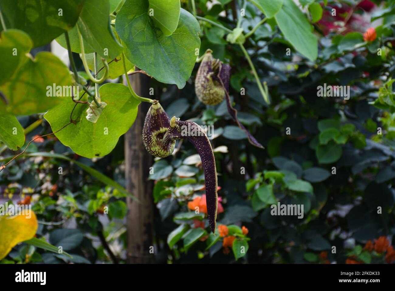 Aristolochia ringens commonly known as Dutchman's pipe Stock Photo - Alamy