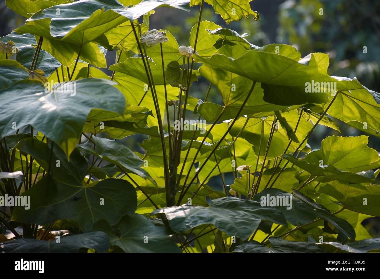 Folios High Resolution Stock Photography and Images - Alamy