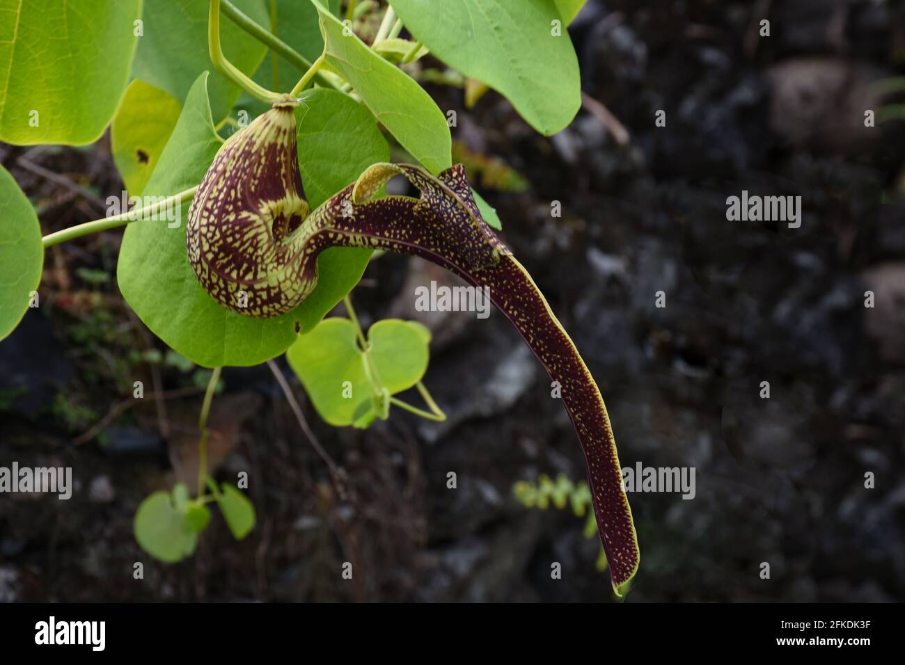 Dutchmans pipe hi-res stock photography and images - Alamy
