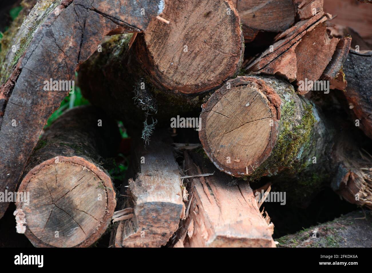 Tree logs with distinctly visible wood fiber brownish red pattern Stock ...