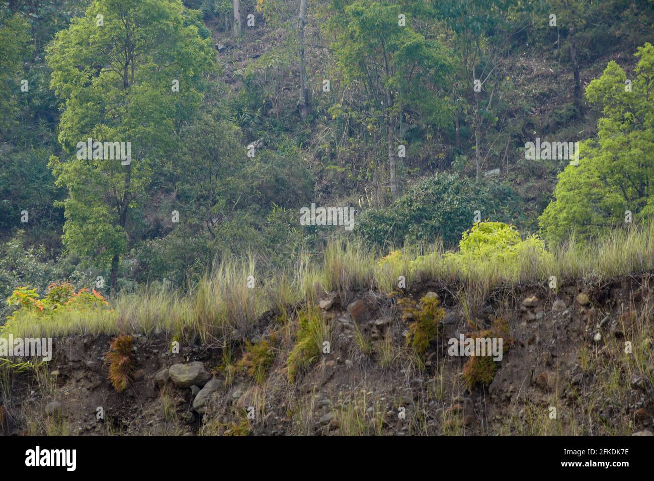 Levees covered in green grasses and trees Stock Photo - Alamy