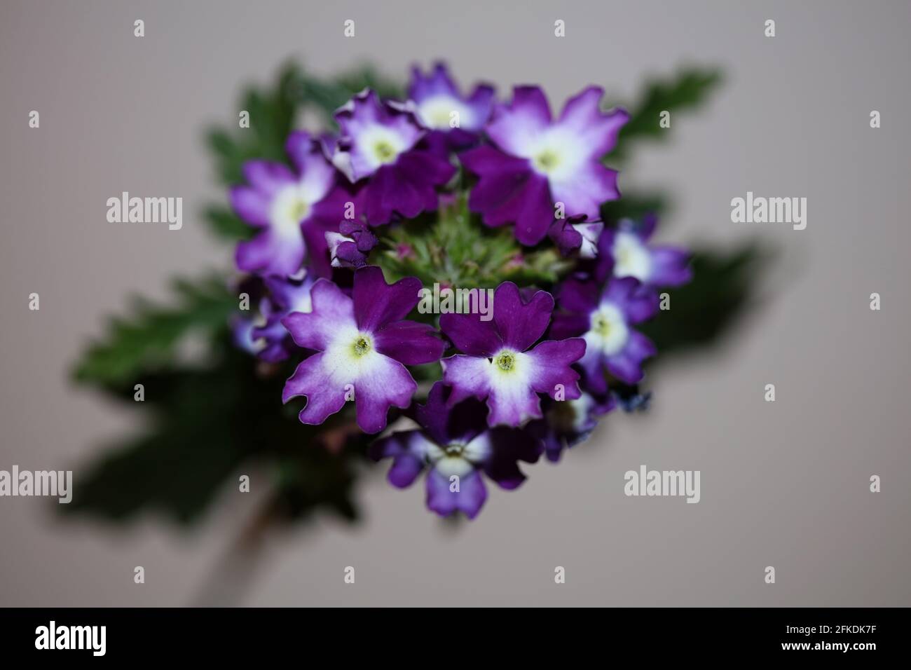 Colorful flower blossom close up Verbena hybrid family verbenaceae ...