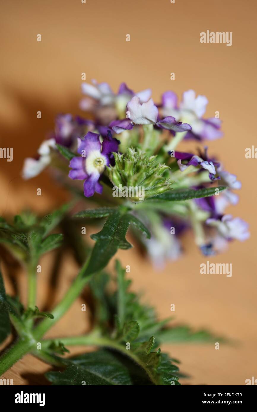 Colorful flower blossom close up Verbena hybrid family verbenaceae ...