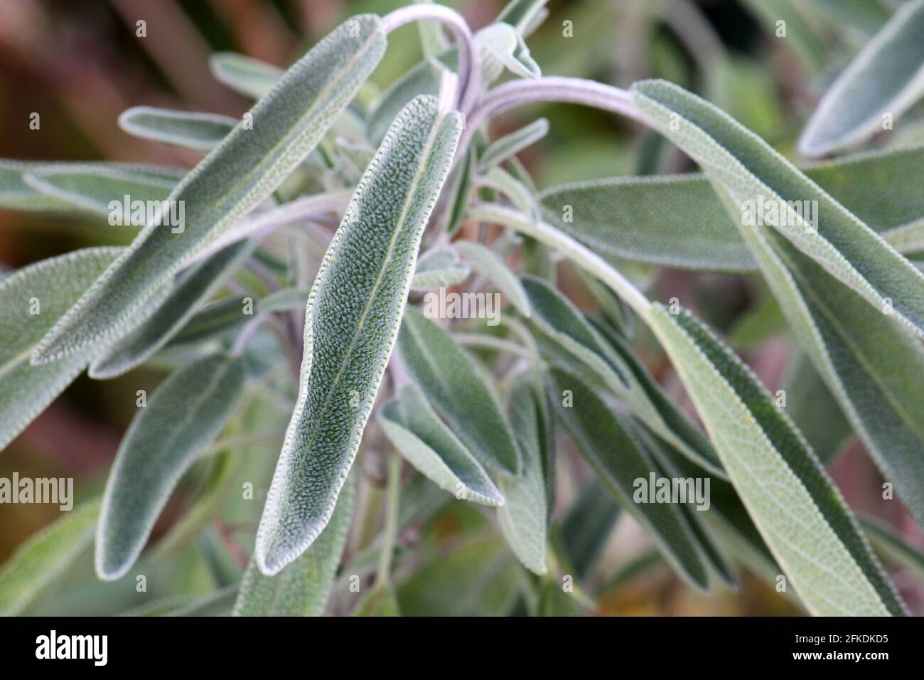 Closeup photo of Sage Plant in the garden in Europe Stock Photo - Alamy