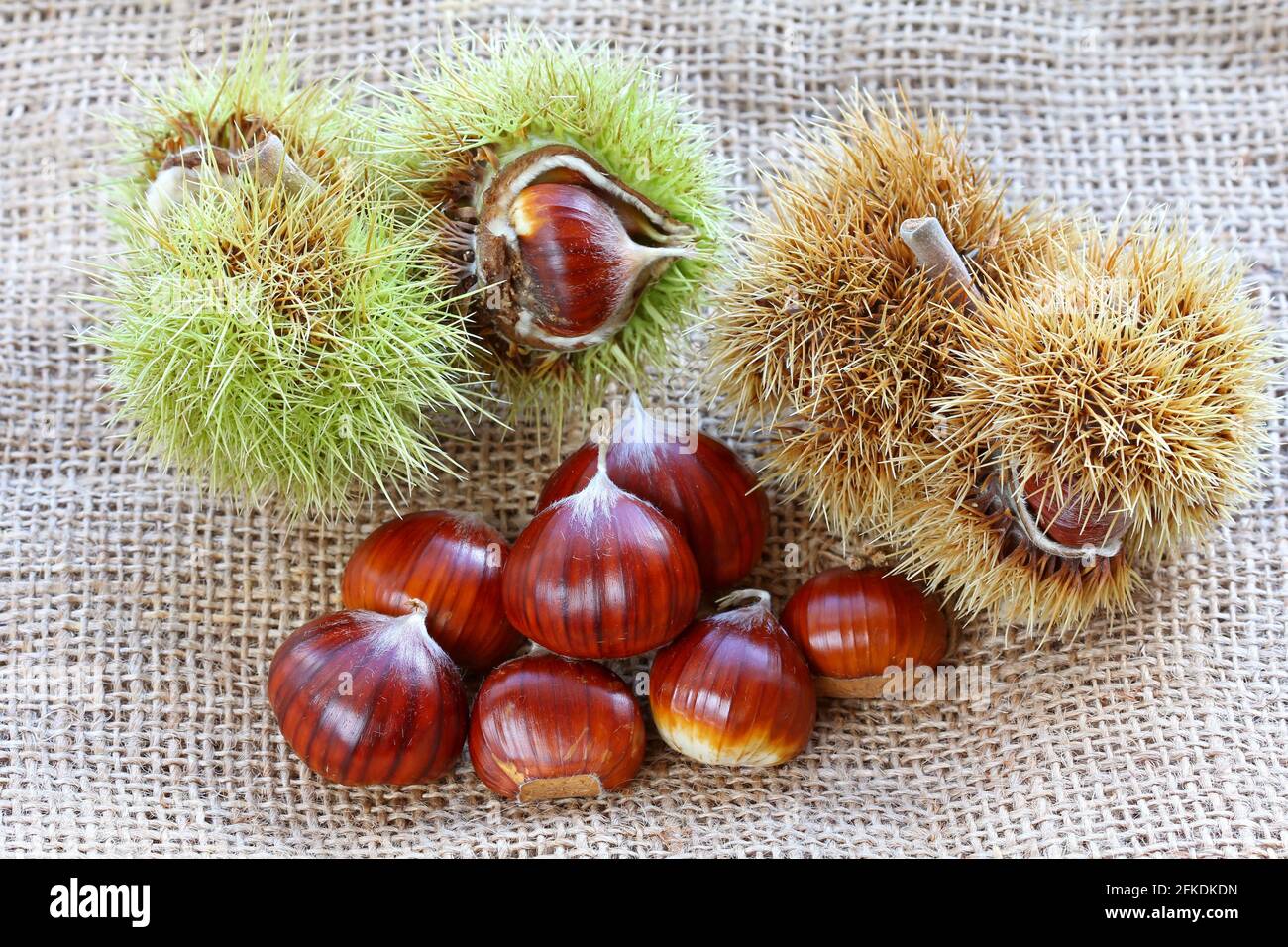 Shelled and unshelled Spanish chestnuts (Sweet chestnuts Stock Photo ...