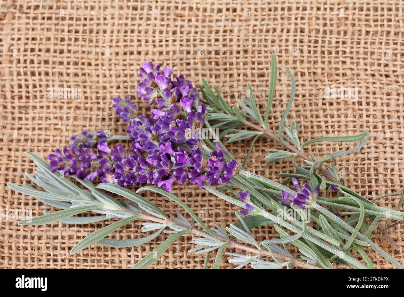 Lavender leaves hi-res stock photography and images - Alamy