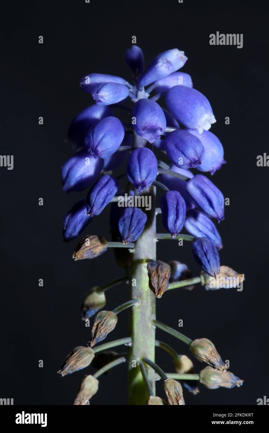 Blue small flower close up Muscari neglectum family asparagaceae modern ...