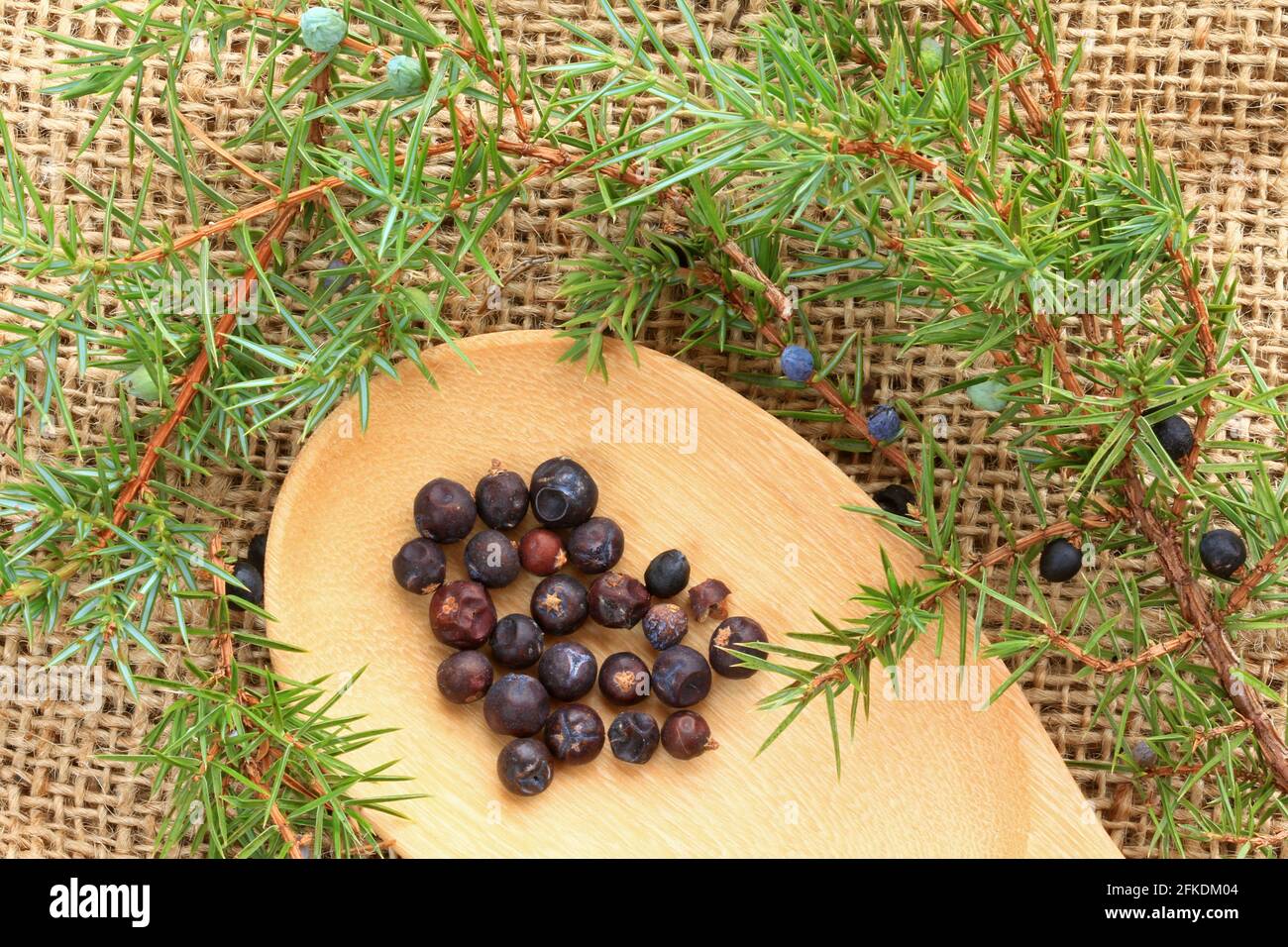 Fresh twigs of Juniper and the Berries, important ingredient to cook ...